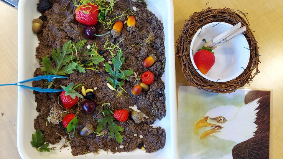 Eat Like a Bird | Discovery Museum